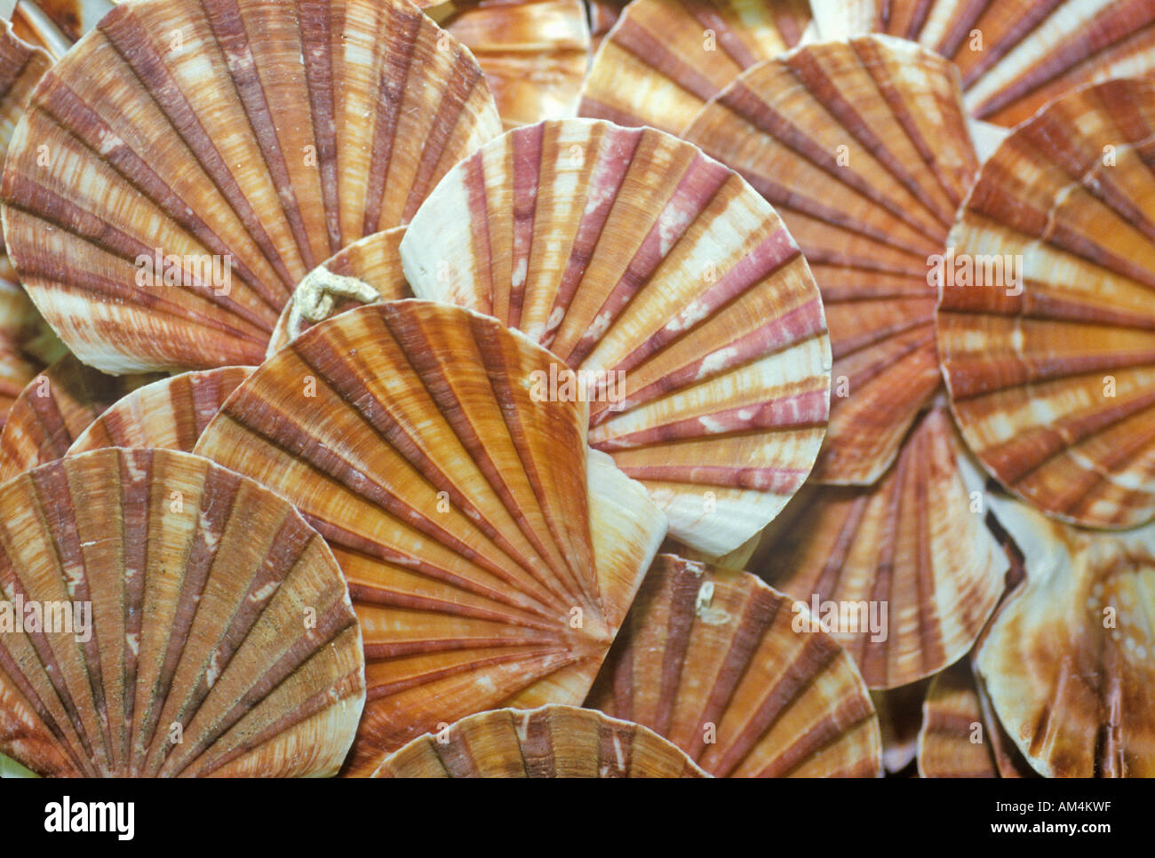 Shell patterns hi-res stock photography and images - Alamy