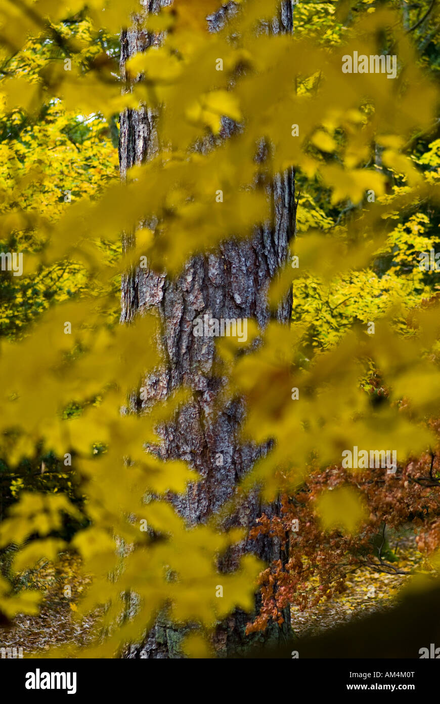 The trunk of a tree through colourful autumn foliage at Westonbirt ...