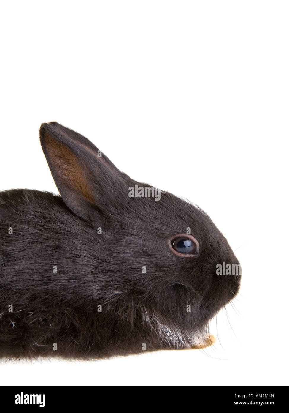 black bunny on the left side isolated Stock Photo - Alamy