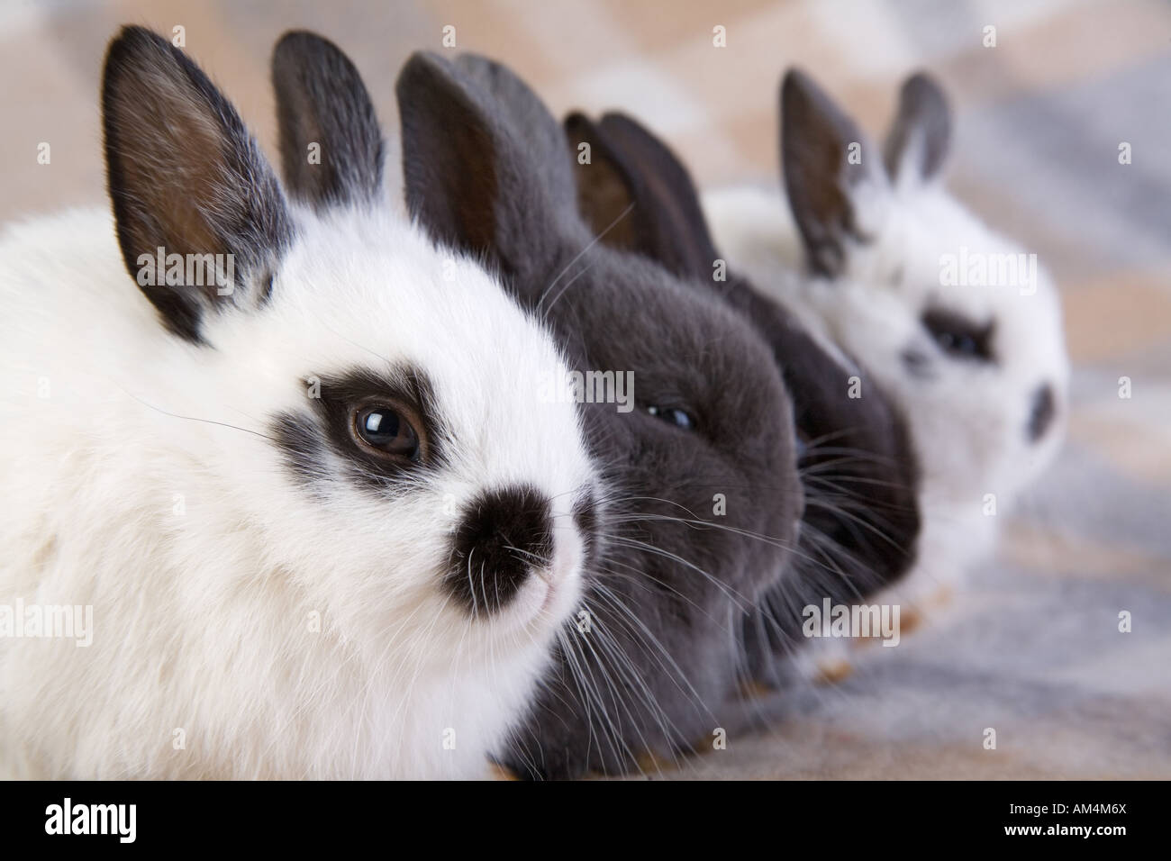 four bunny on the blanket Stock Photo - Alamy