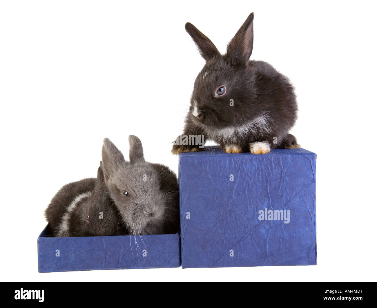 Tiny gift box on Cut Out Stock Images & Pictures - Alamy