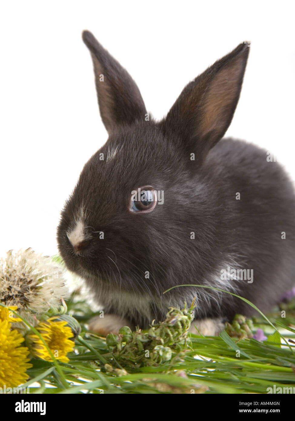 black bunny on the flowers Stock Photo - Alamy