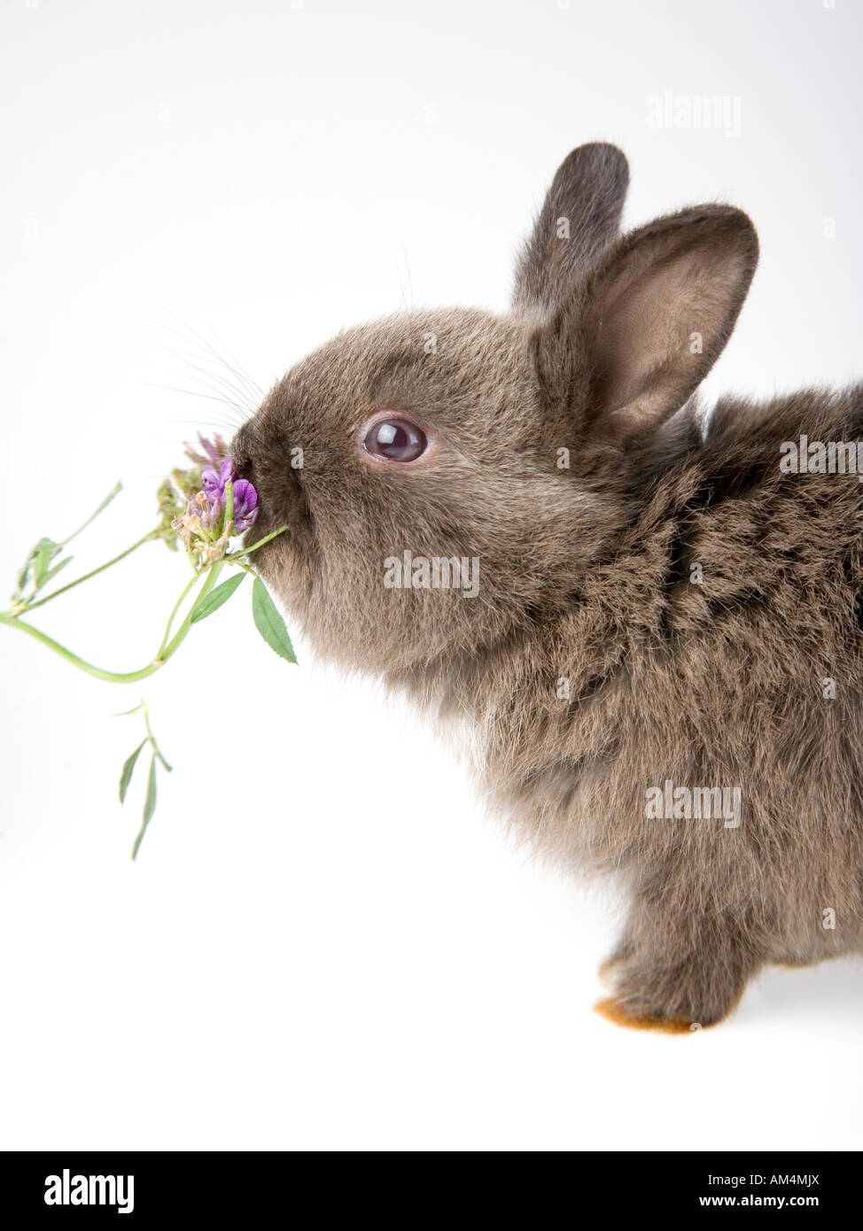 bunny smelling a flower Stock Photo - Alamy