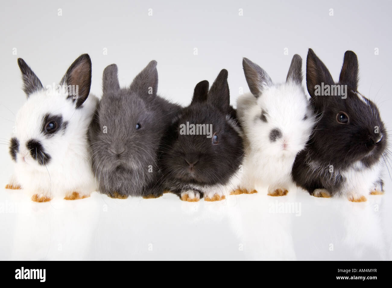 five rabbit on the grey background Stock Photo - Alamy