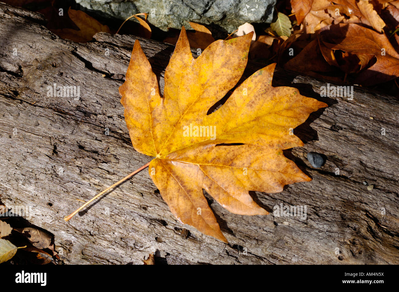 Canadian Maple Leaf in Autumn Stock Photo - Alamy