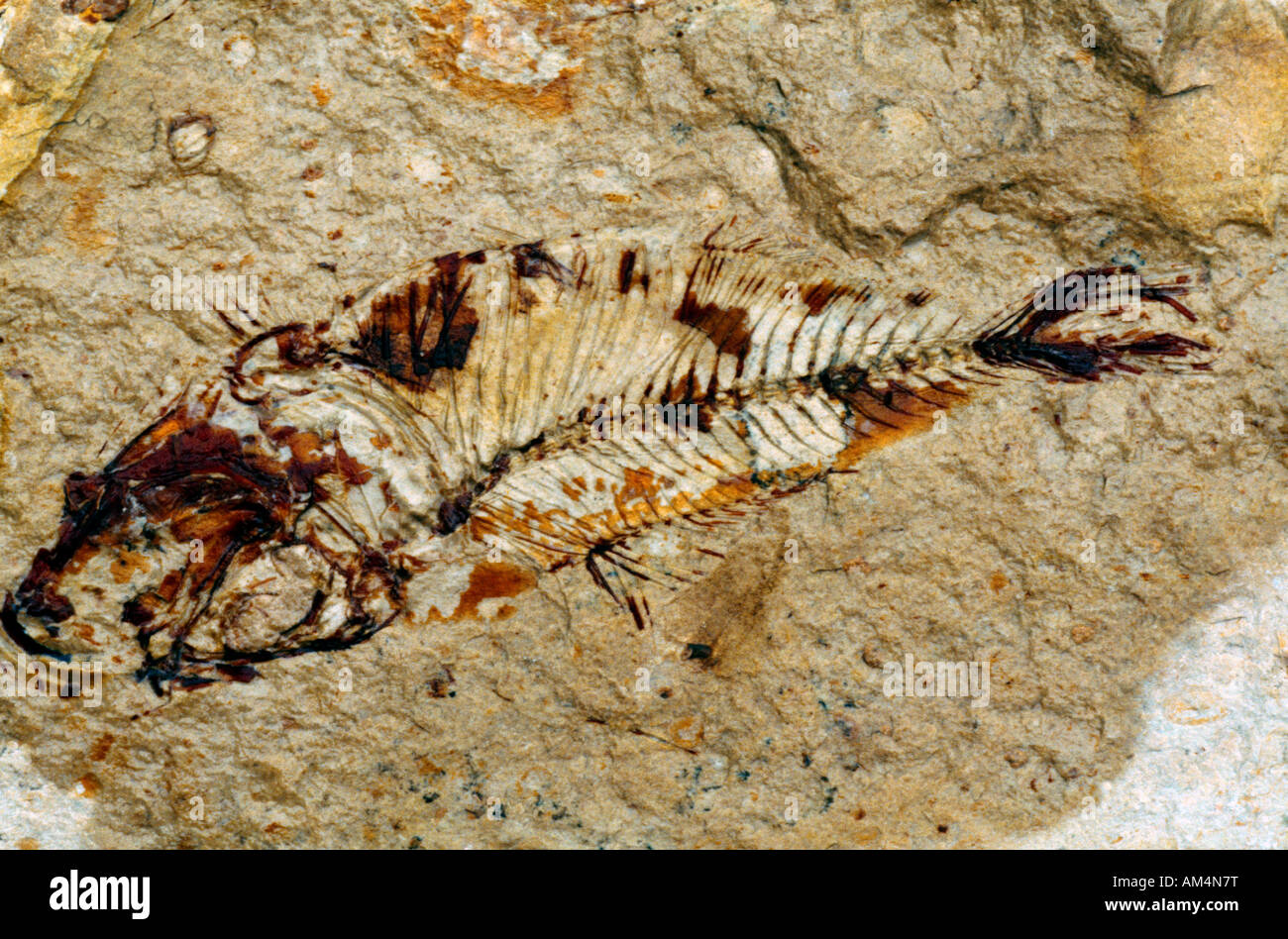 Fossil fish lebanon hi-res stock photography and images - Alamy