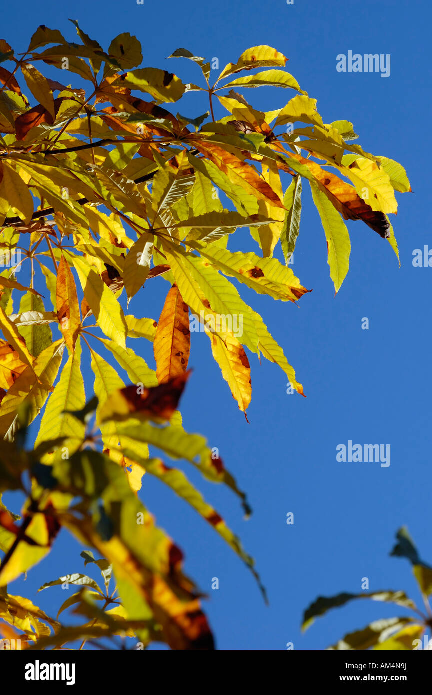 Indian Horse Chestnut Aesculus indica Stock Photo - Alamy