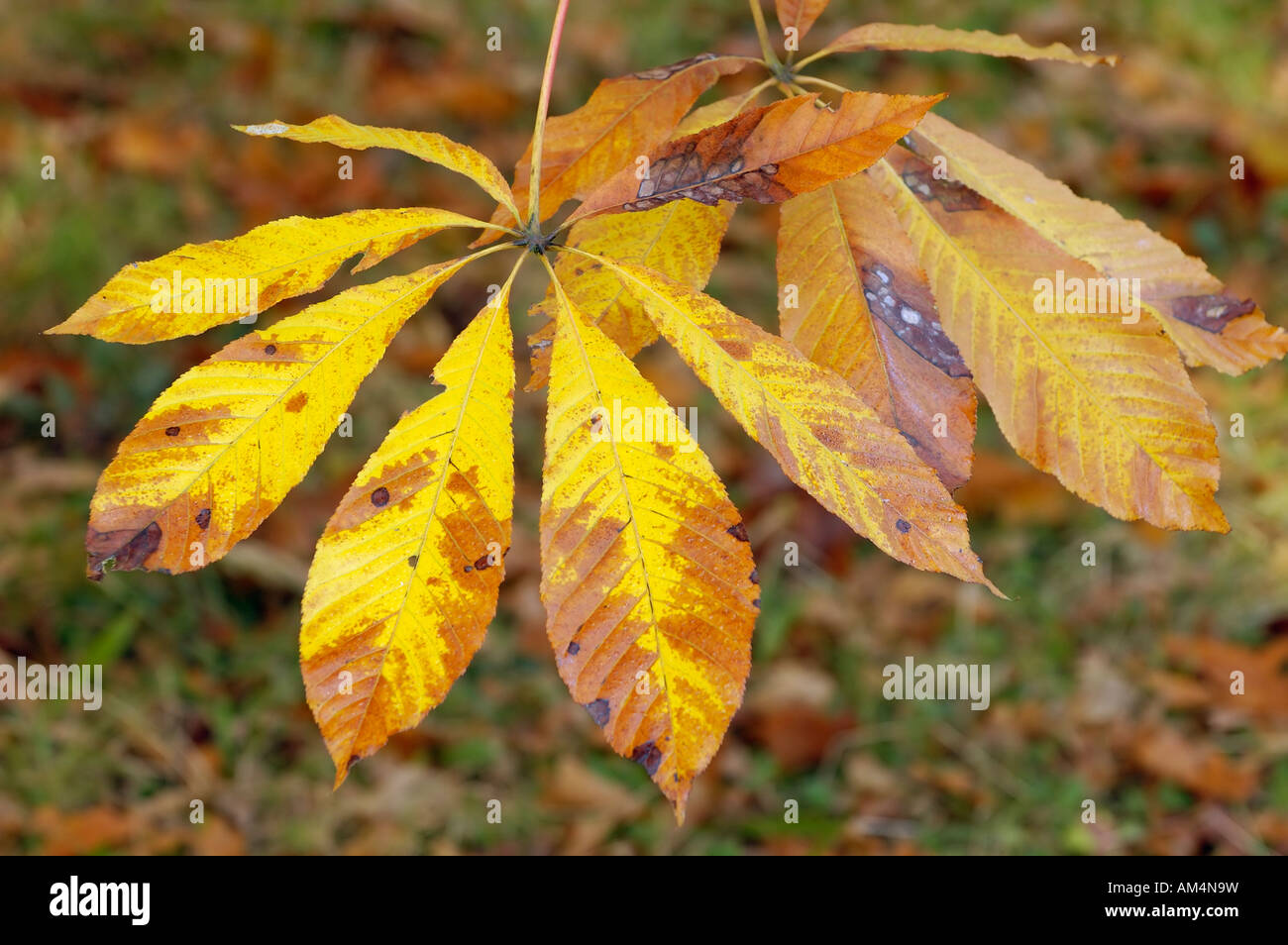 Indian Horse Chestnut Aesculus indica Stock Photo - Alamy