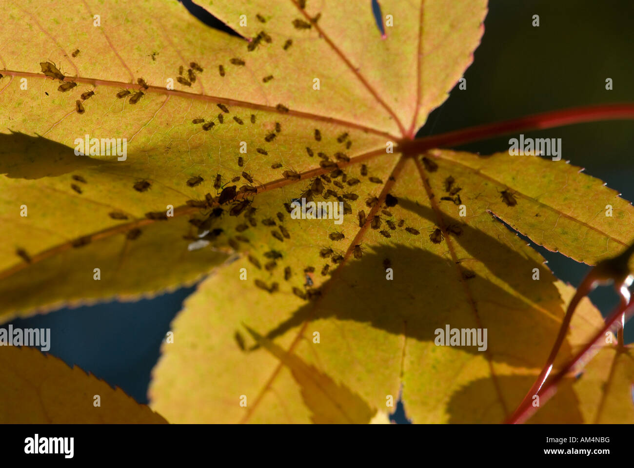 Acer palmatum leaf infested with aphids Stock Photo - Alamy