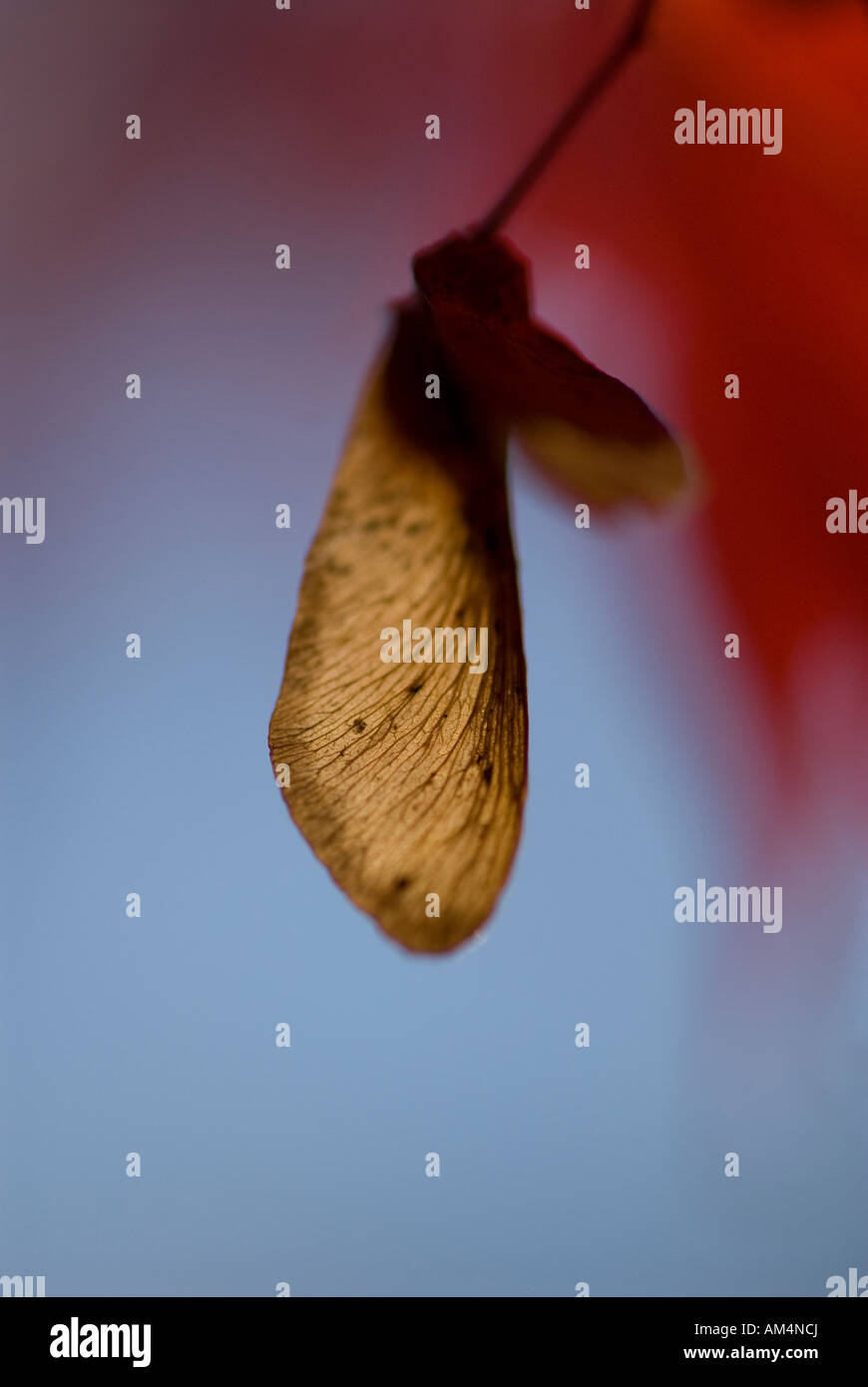 Seed embryo hi-res stock photography and images - Alamy