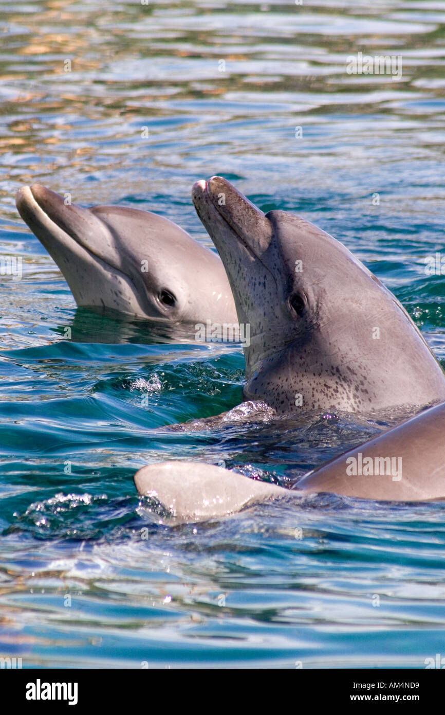 Dolphin with fish hi-res stock photography and images - Alamy
