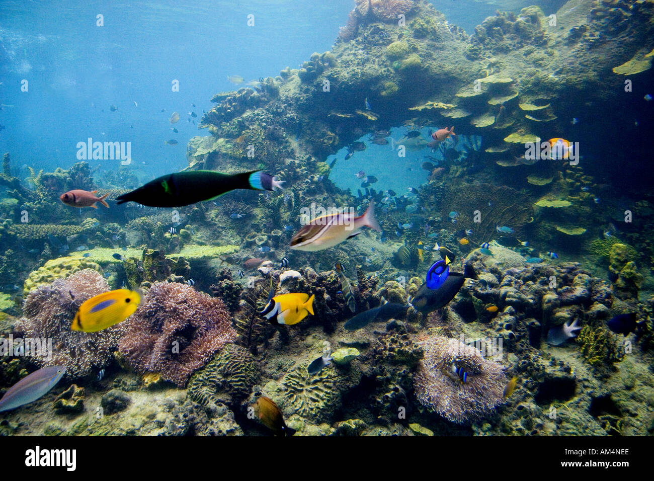 Marine fish swimming hi-res stock photography and images - Alamy