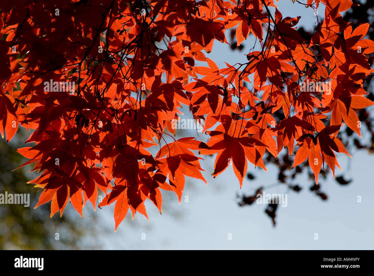 View through backlit leaves of Acer Palmatum Stock Photo - Alamy