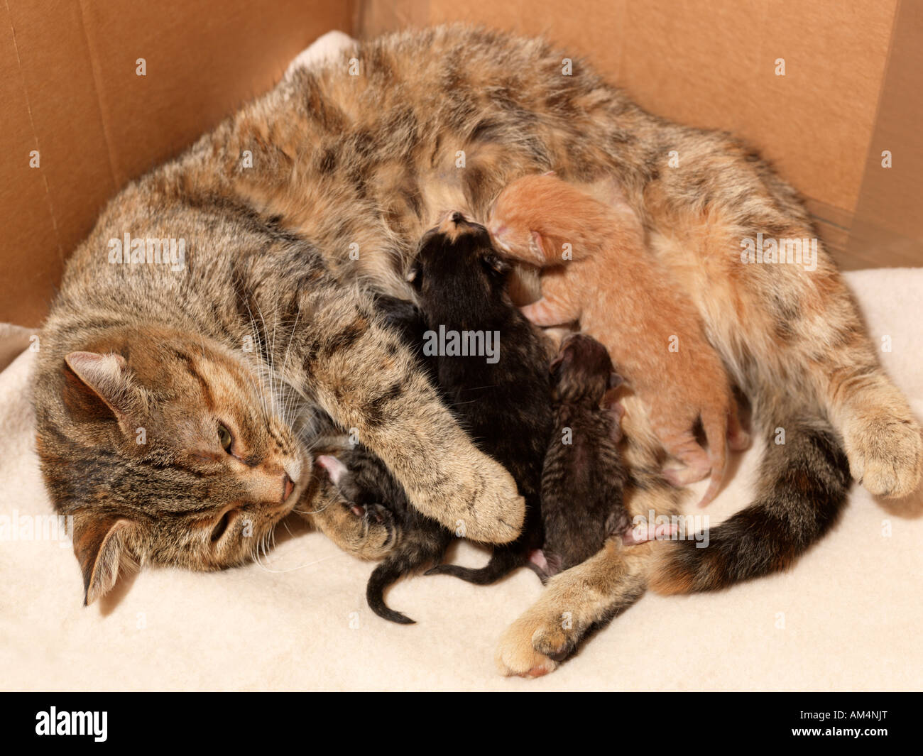 Tabby Cat and Day old Kittens Stock Photo - Alamy