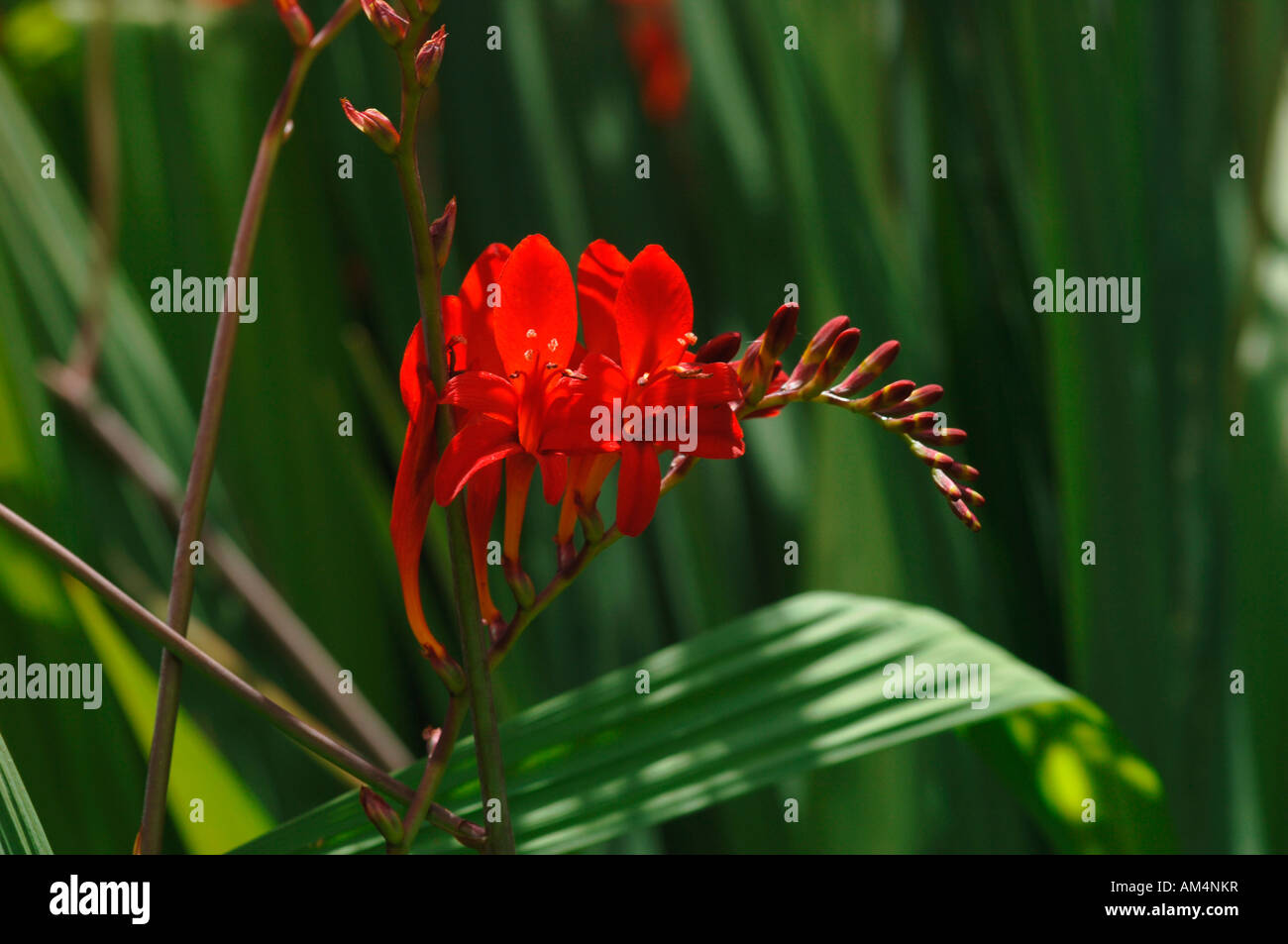 Vivid & Vibrant Red Coloured Crocosmia Lucifer Flowers Stock Photo - Alamy