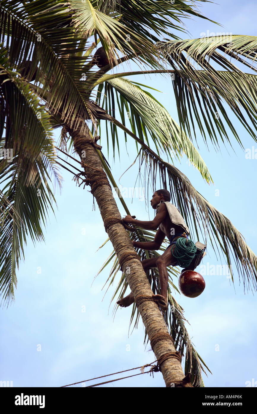 A Sri Lankan toddy tapper climbing among the palms Stock Photo - Alamy
