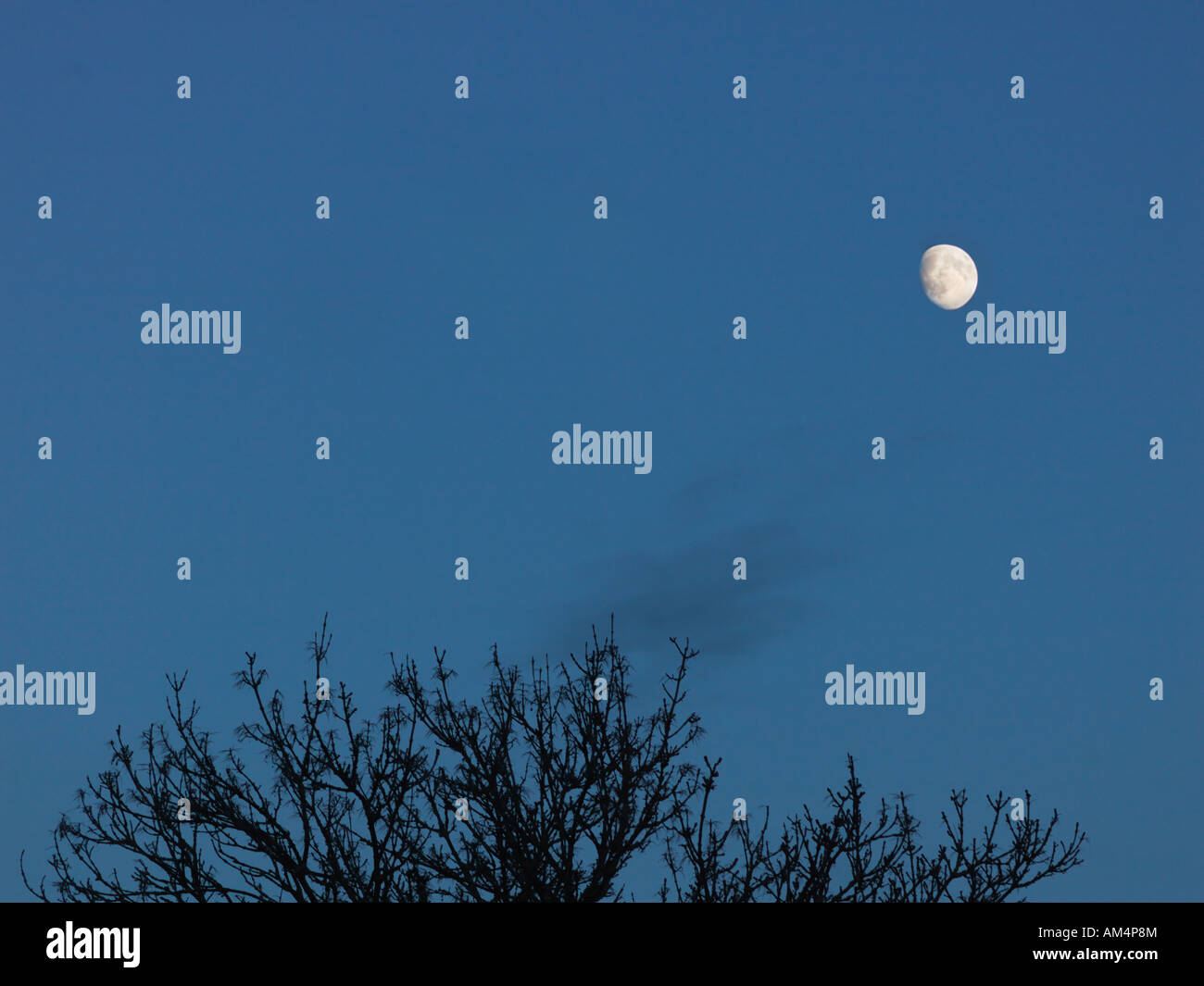 Blue Sky Moon and Trees Background Stock Photo - Alamy