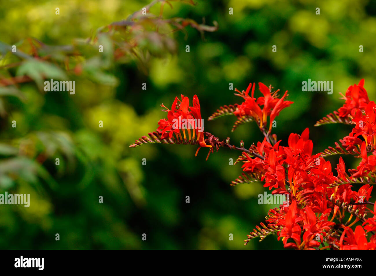 Vivid & Vibrant Red Coloured Crocosmia Lucifer Flowers Stock Photo - Alamy