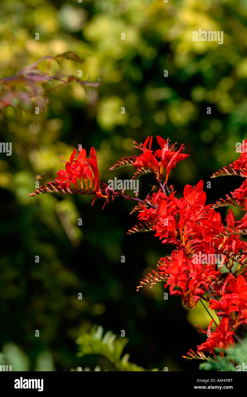 Vivid & Vibrant Red Coloured Crocosmia Lucifer Flowers Stock Photo - Alamy