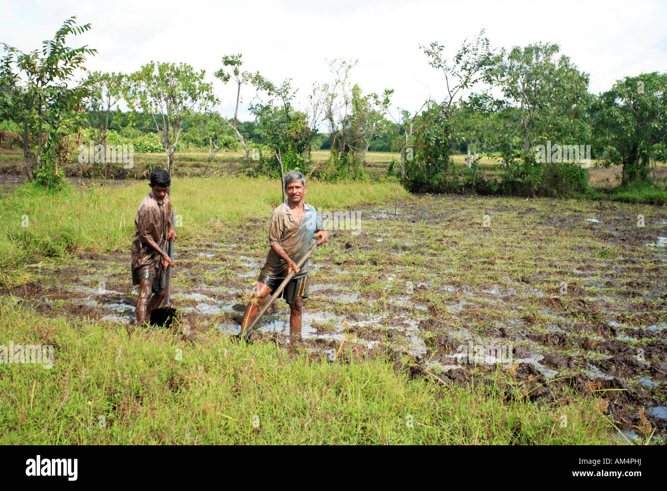 Two men digging a paddyfield in the Sri Lankan lowlands Stock Photo - Alamy