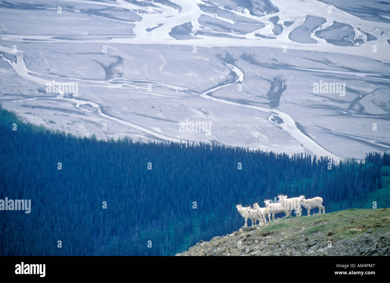 Dall sheep in St Elias National Park Wrangell Alaska Stock Photo - Alamy