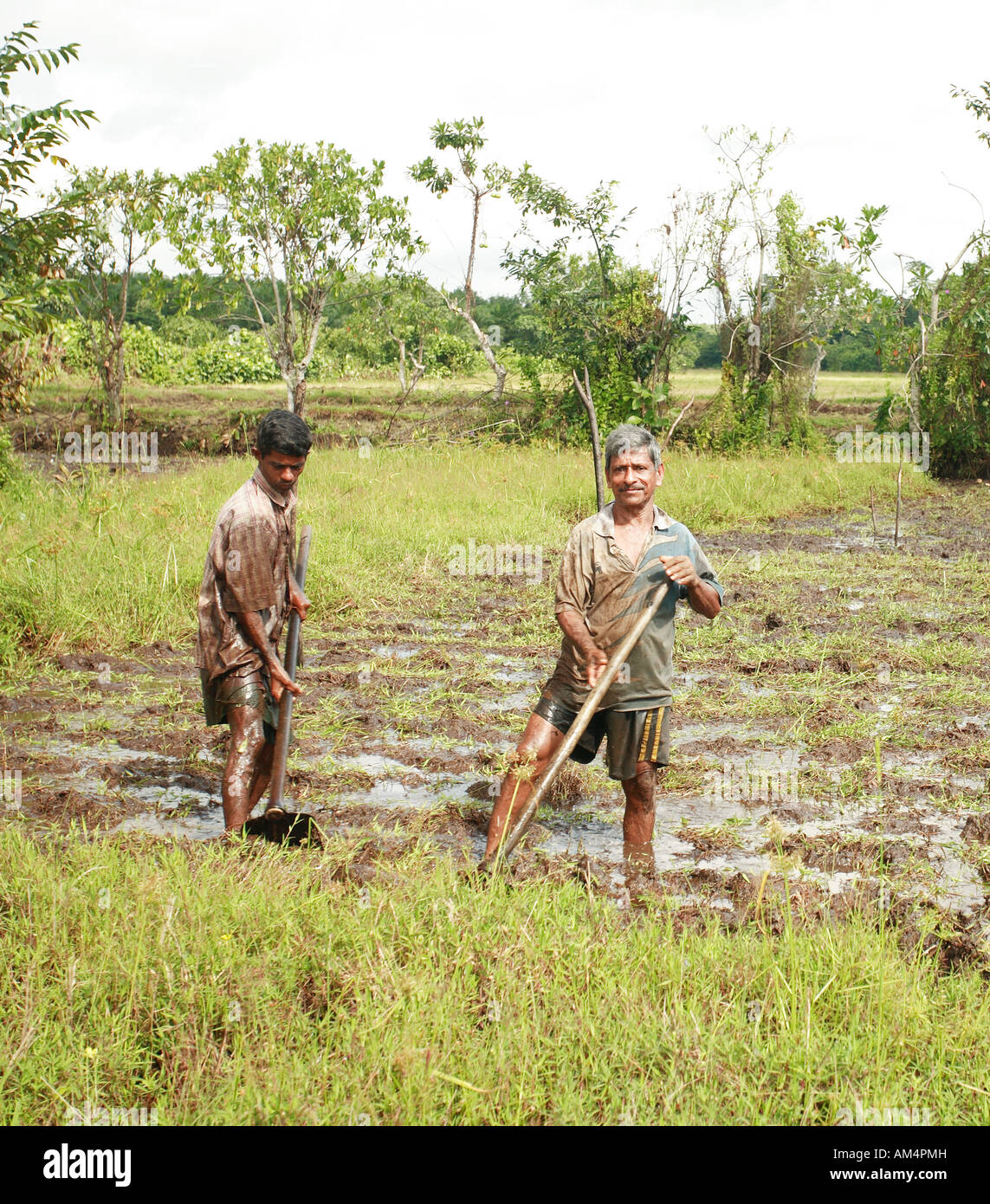 Two men digging a paddyfield in the Sri Lankan lowlands Stock Photo - Alamy