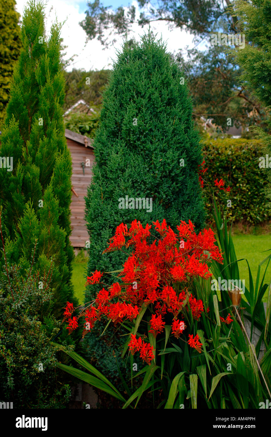 Vivid & Vibrant Red Coloured Crocosmia Lucifer Flowers Stock Photo - Alamy