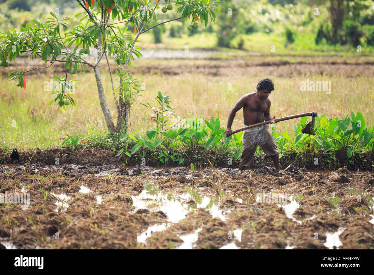 A man digging a paddyfield in Sri Lanka Stock Photo - Alamy