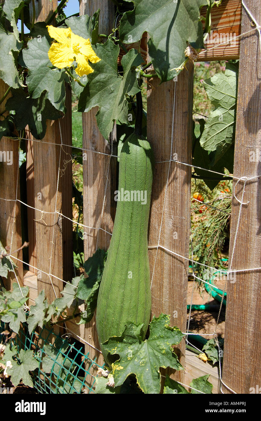 Luffa acutangula sponge gourd High Resolution Stock Photography and ...