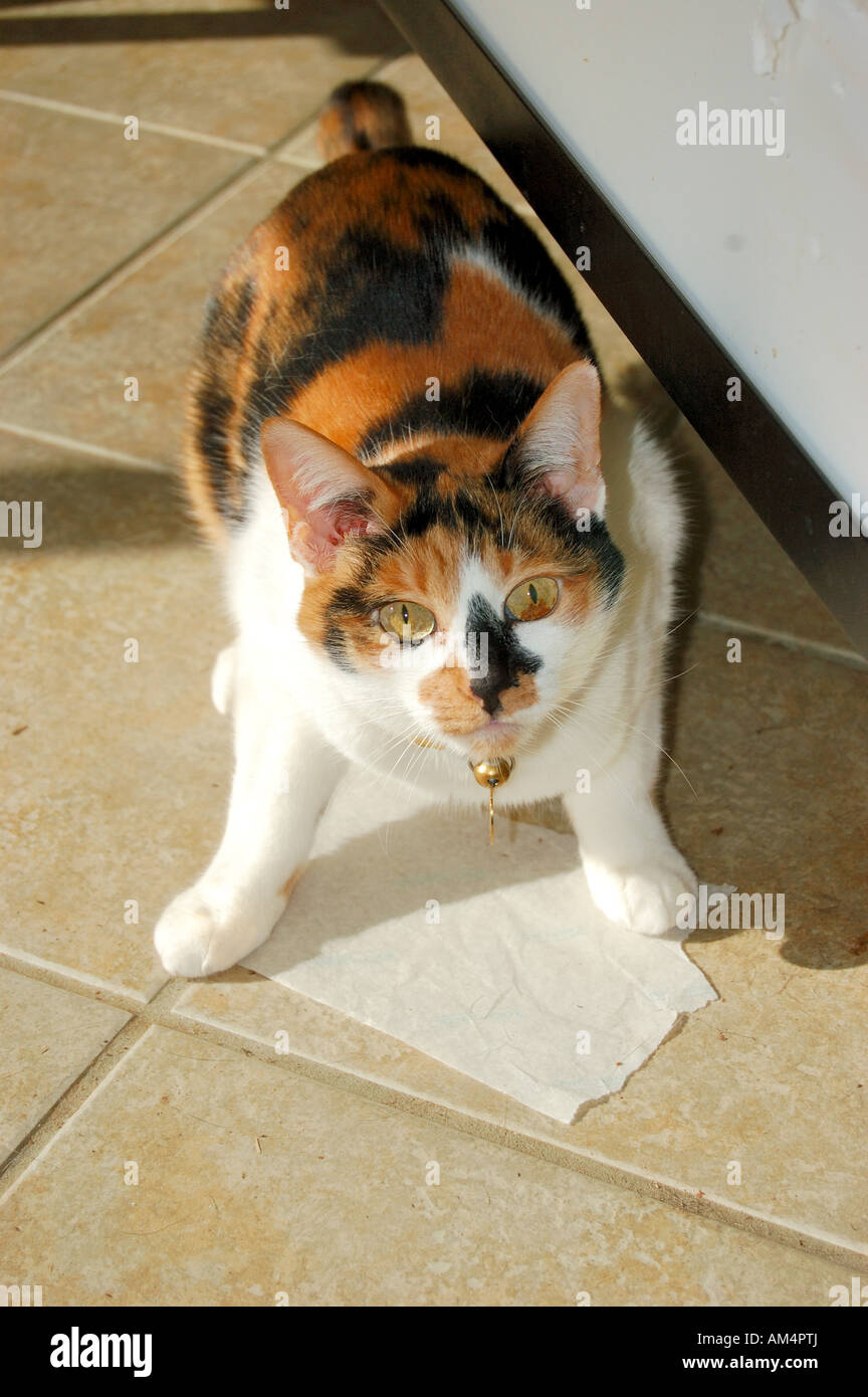scared calico cat Stock Photo - Alamy