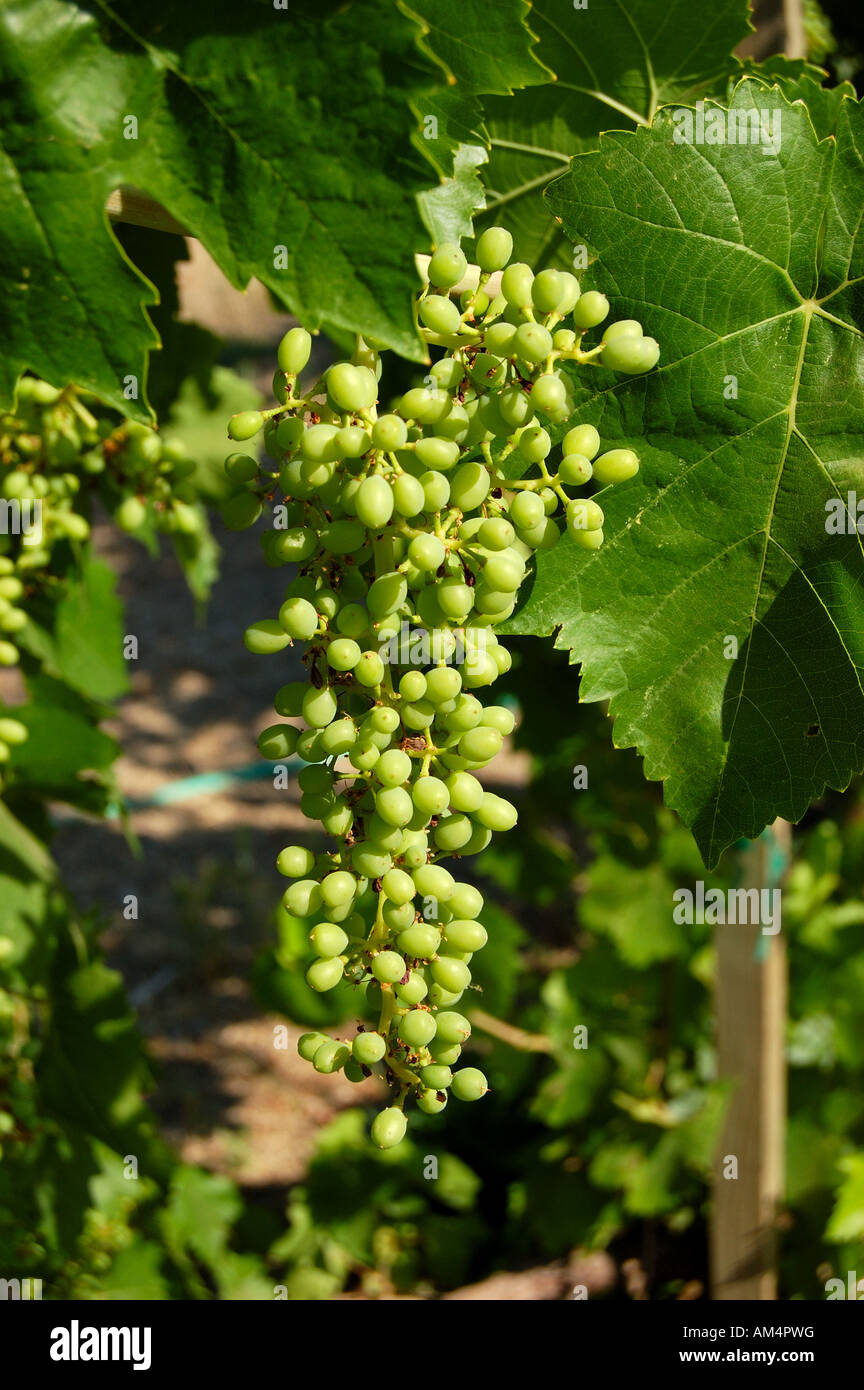 Thompson seedless grapes hi-res stock photography and images - Alamy