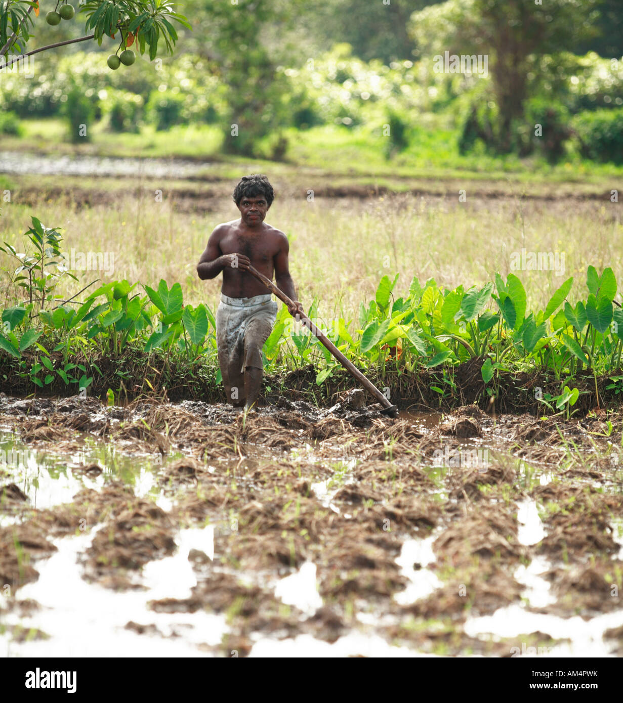 Paddy Field Man Farmer Sri Lanka High Resolution Stock Photography and ...