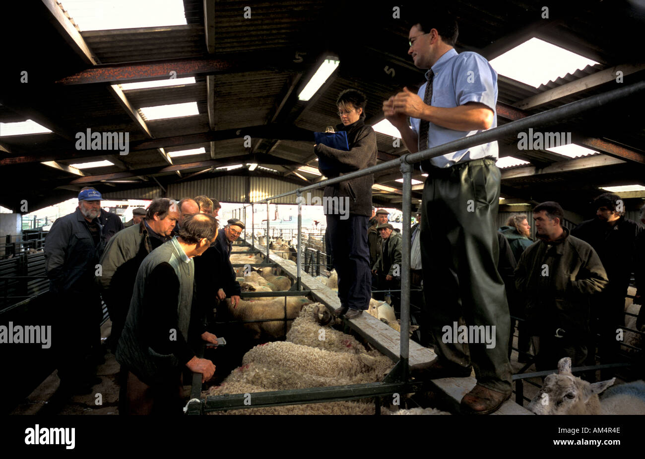 Sheep being auctioned in ring at Hallworthy market North Devon Engalnd ...