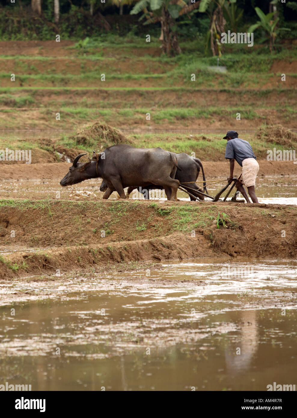 A farmer ploughing his paddy field with a pair of water buffalo in Sri ...