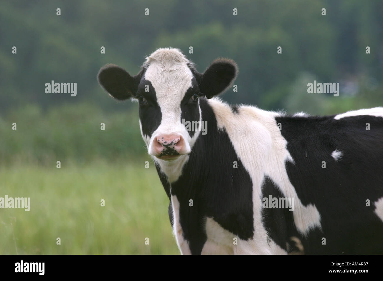Black and White Cow Stock Photo - Alamy