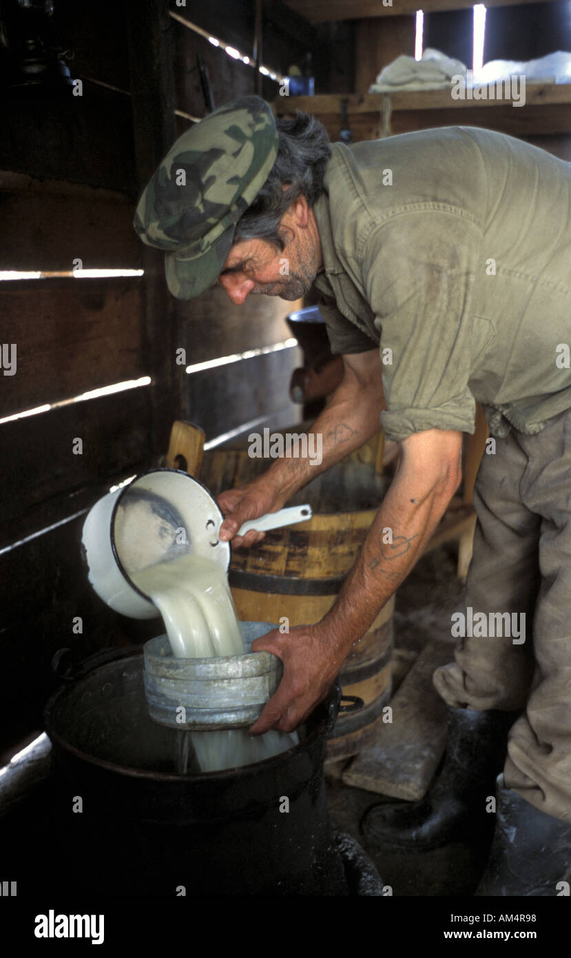 Shepherd making sheep cheese near Szekelyderz Dariju Transylvania ...
