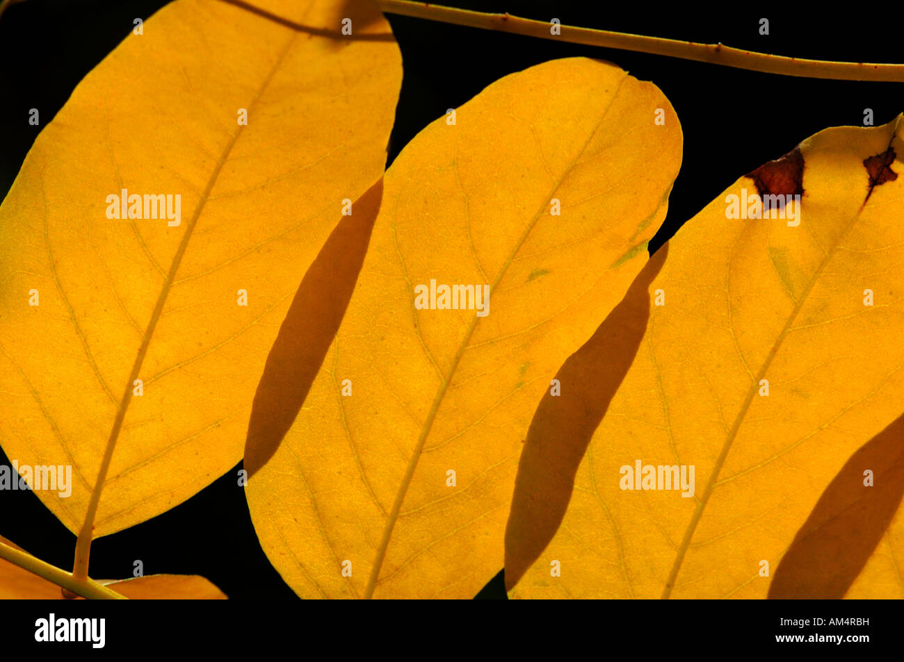 Backlite Golden Yellow Frisia Leaves Stock Photo - Alamy
