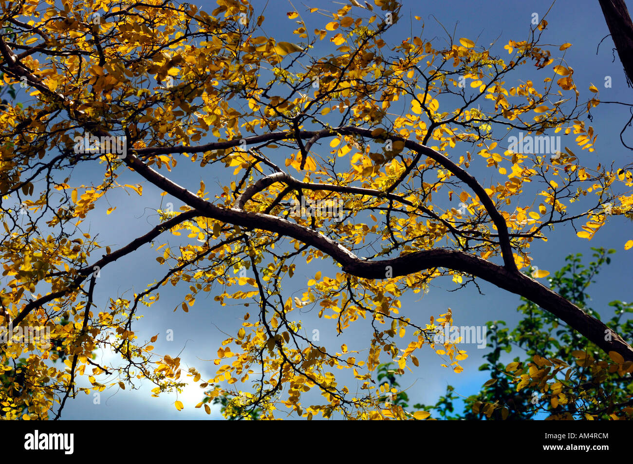 Autumn Leaves On A Frisia Tree Stock Photo - Alamy