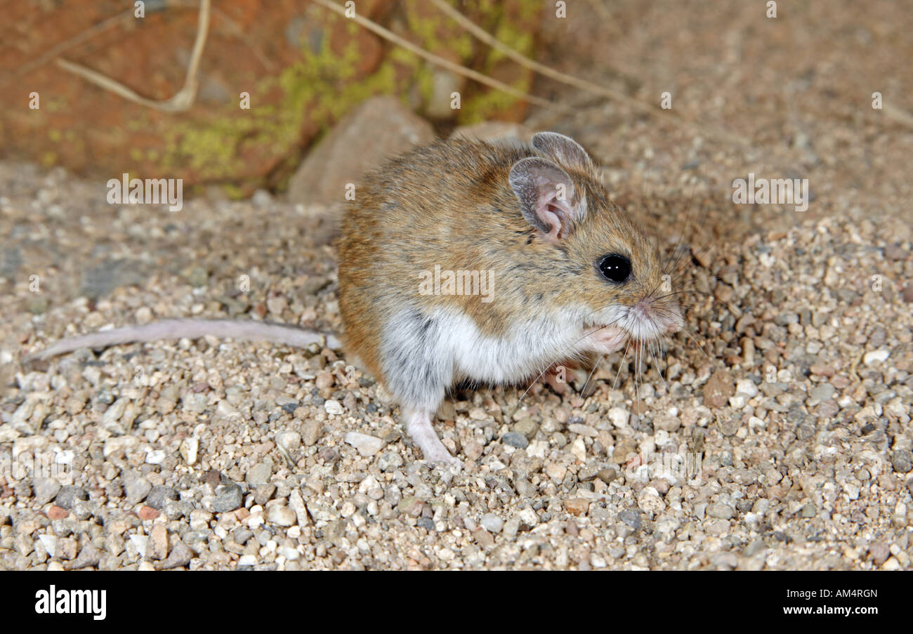 North American Deermouse Peromyscus maniculatus Elgin Cochise County ...