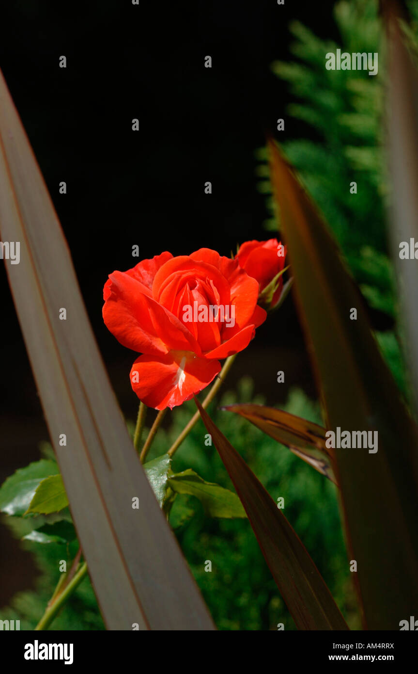 Alexander flower hi-res stock photography and images - Alamy