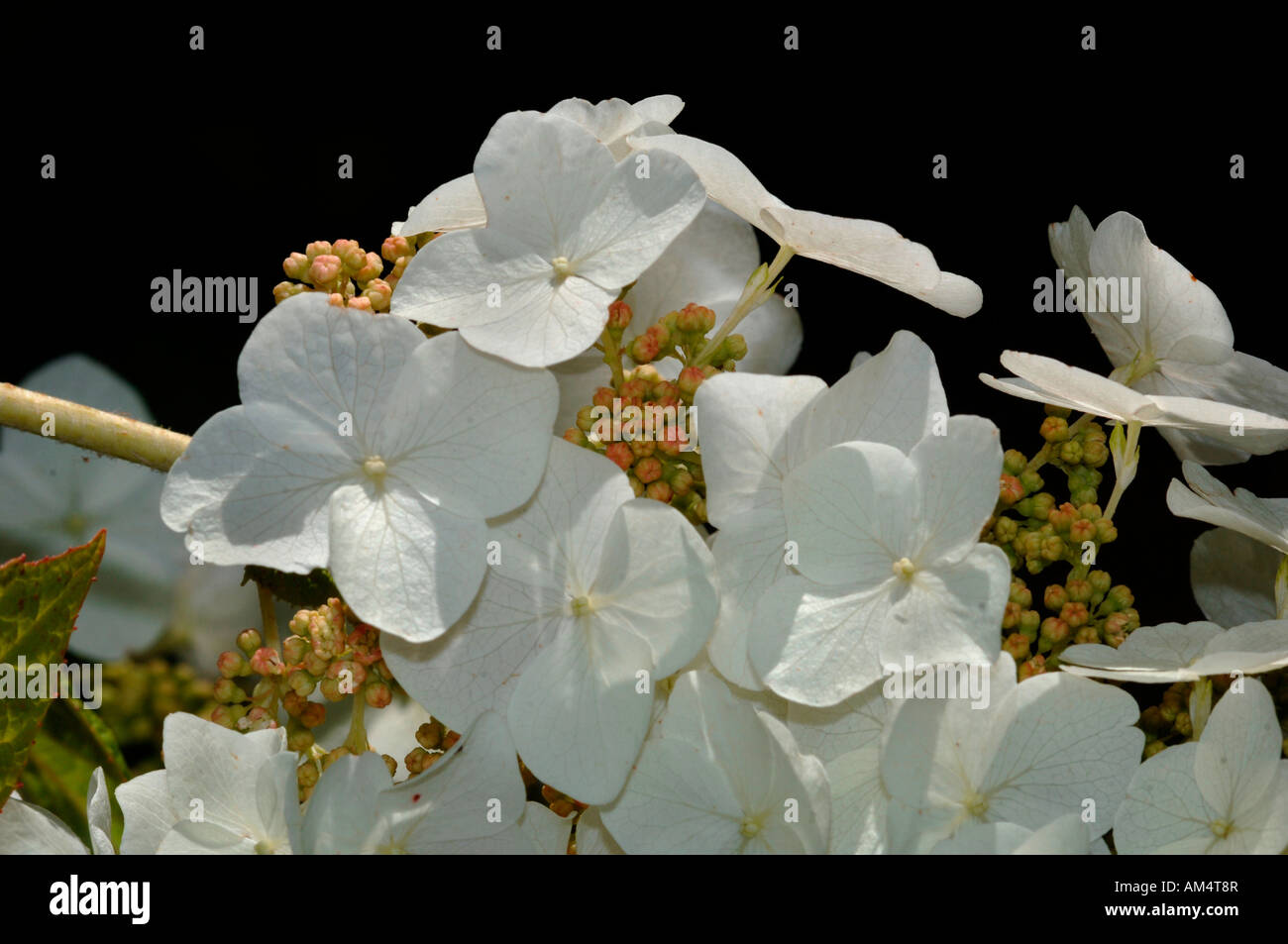 White Oakleaf Hydrangea Flowers Stock Photo - Alamy