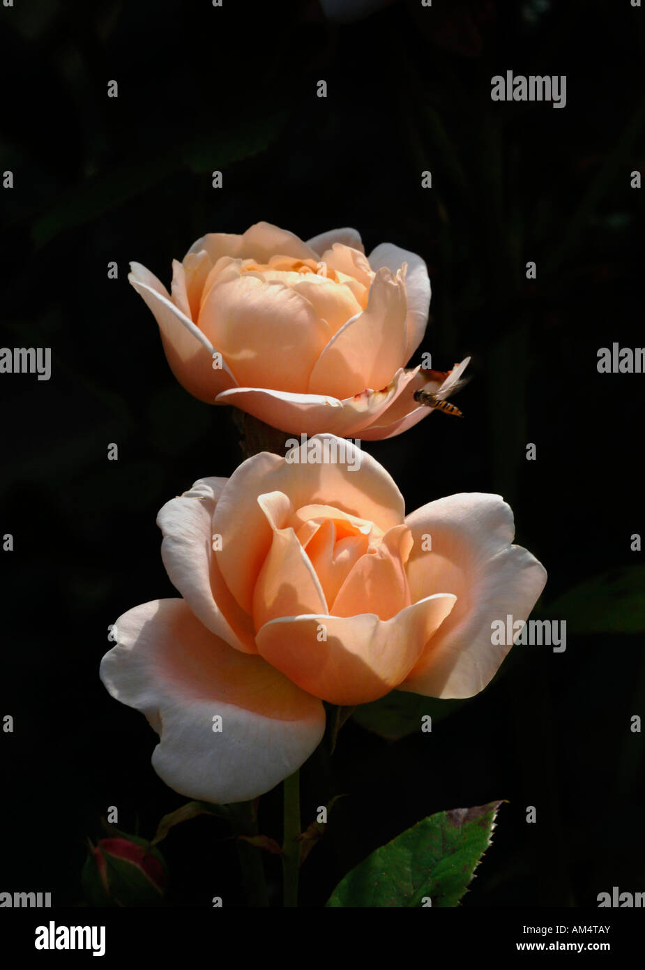 Peach coloured roses hi-res stock photography and images - Alamy