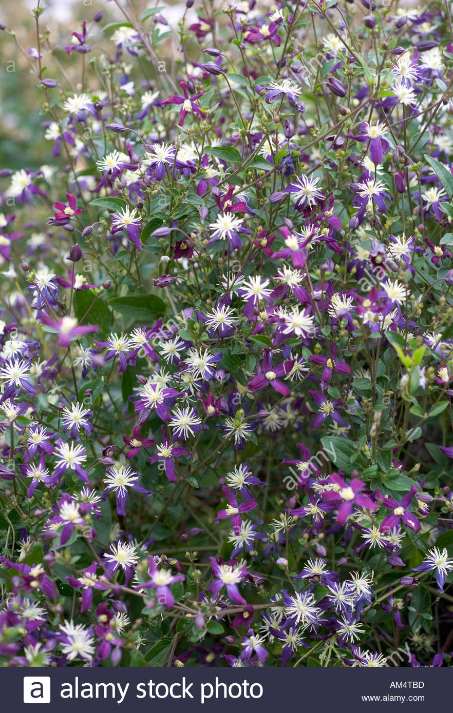 Clematis x aromatica Stock Photo, Royalty Free Image: 4946108 - Alamy
