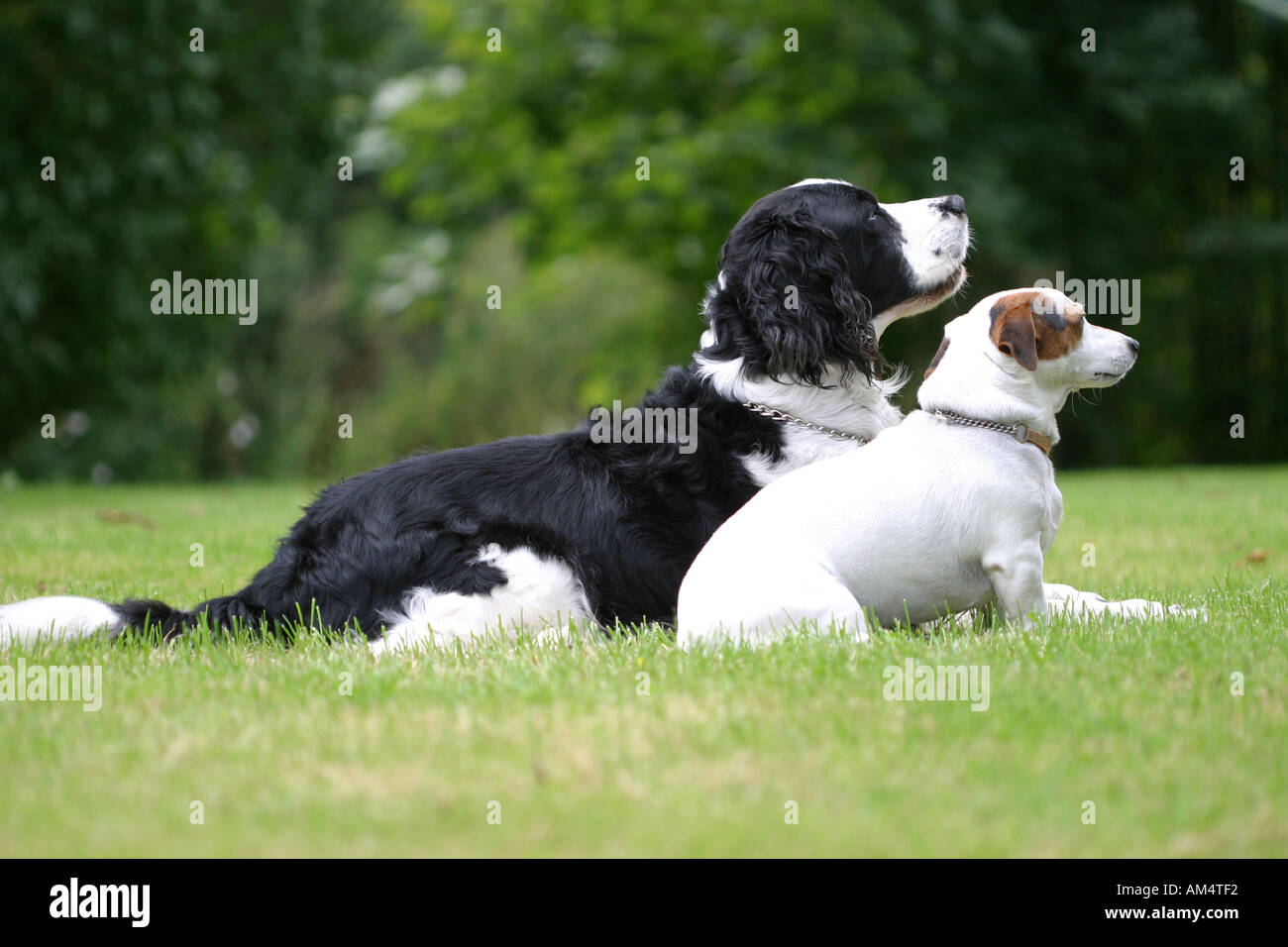 Jack russels hi-res stock photography and images - Alamy