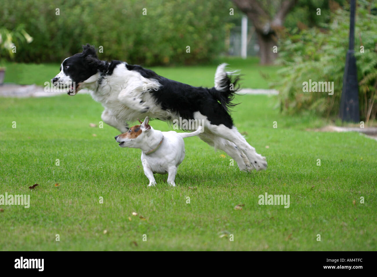 Springer spaniel action hi-res stock photography and images - Alamy