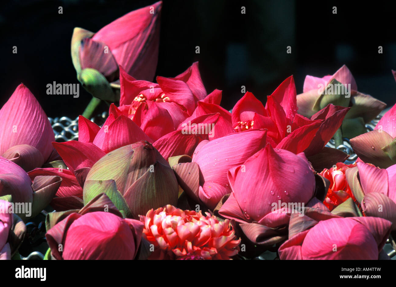 Thailand, Ayutthaya, lotus flower in bud Stock Photo - Alamy