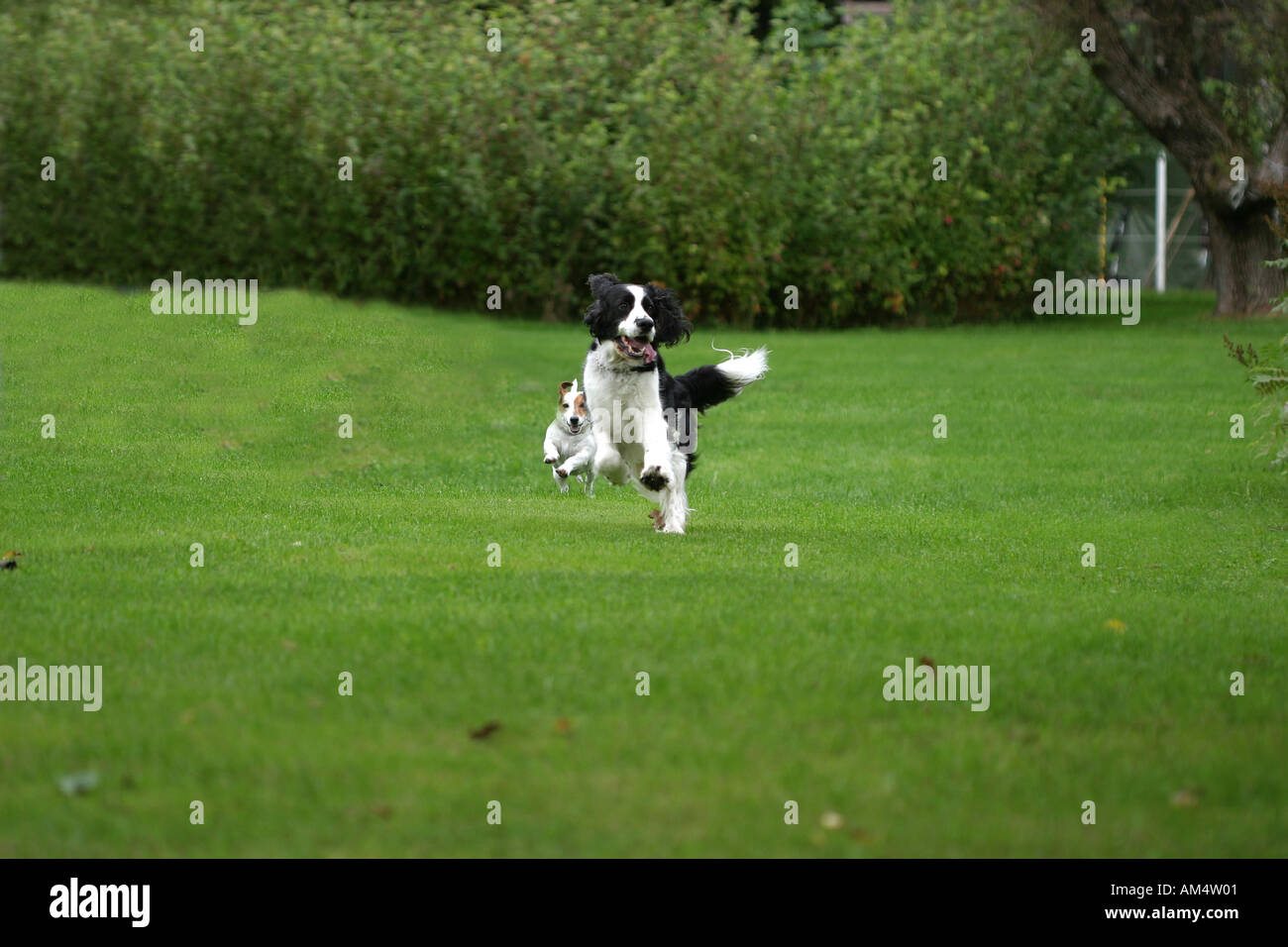 Running springer spaniel hi-res stock photography and images - Alamy