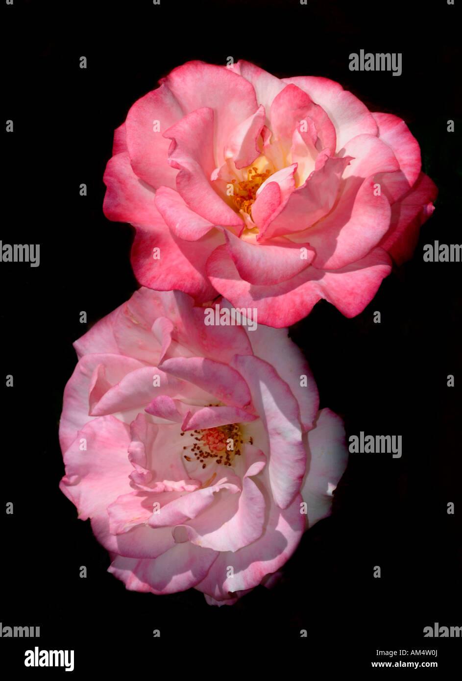 Two open blooming pink hi-res stock photography and images - Alamy