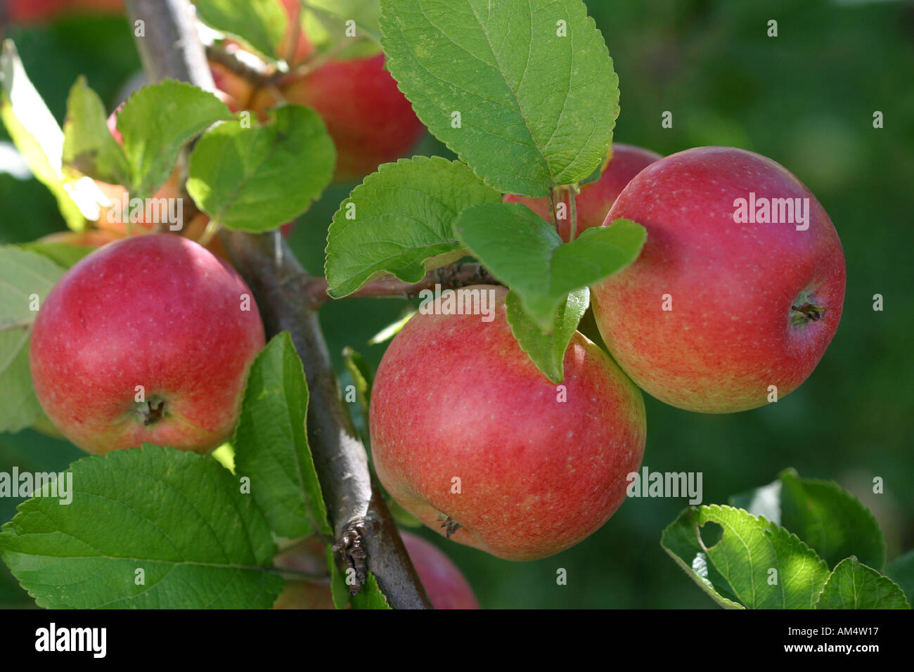 Apel tree hi-res stock photography and images - Alamy