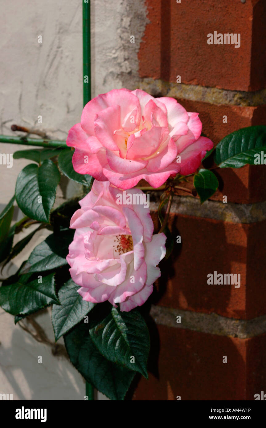 Liofe hi-res stock photography and images - Alamy